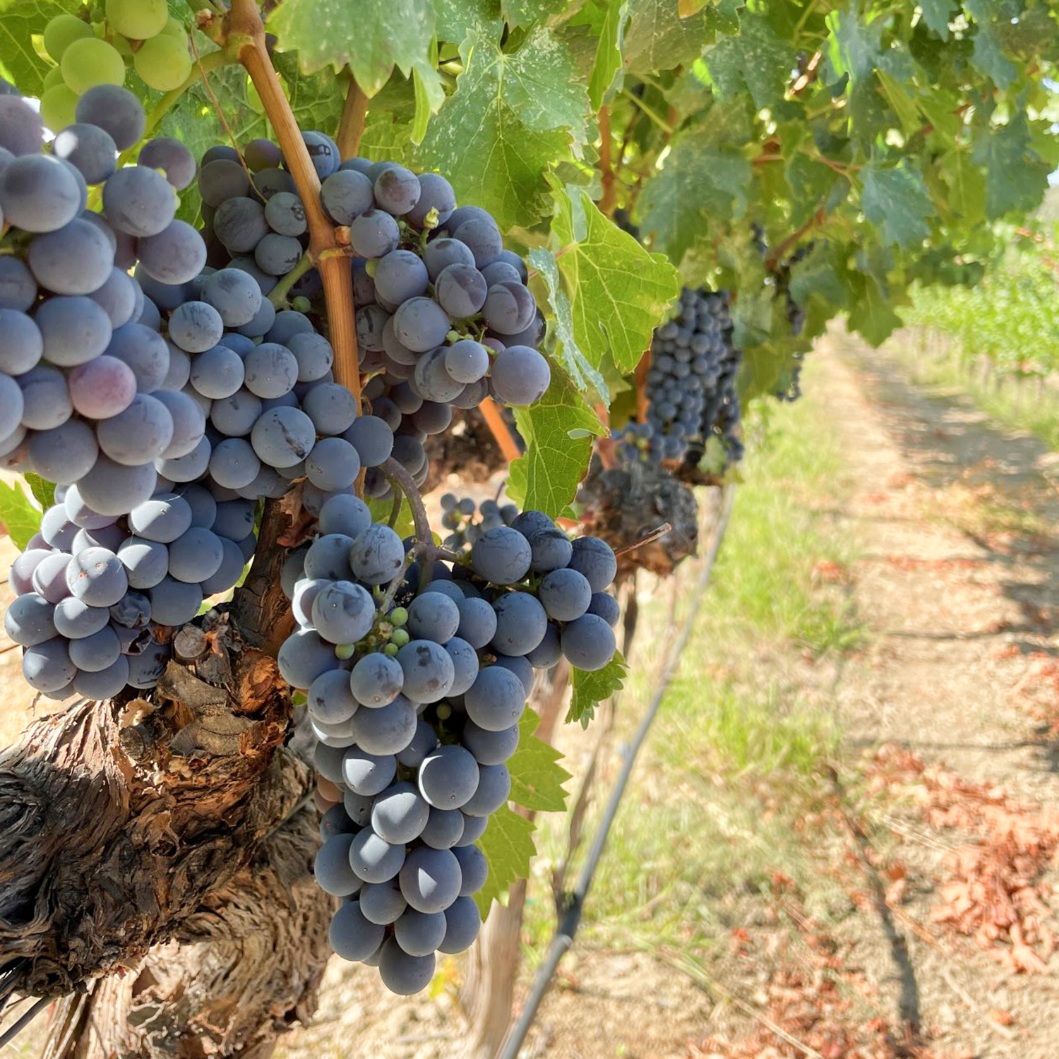 Fall Wine Releases: 2019 Cabernet Franc & Napa Valley Cabernet ...